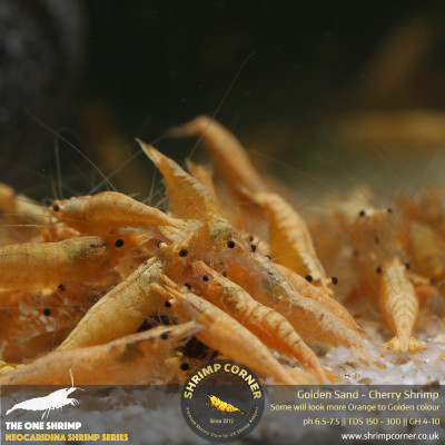 Neocaridina Cherry Shrimp - The Best Selections in the UK