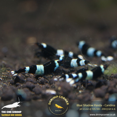 Best Selection of Freshwater Shrimp in the UK