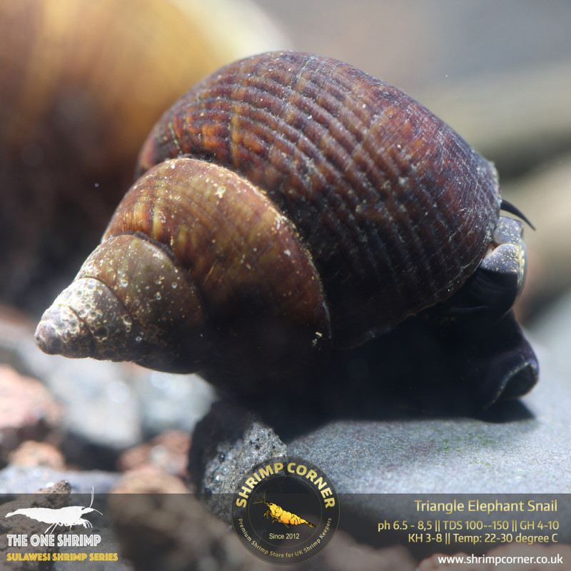 Shrimp Corner UK - The UK's Biggest Online Shrimp Hobby Store