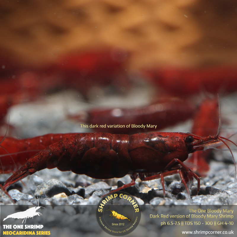 Bloody Mary Neocaridina Shrimp 10+1 Bloody Mary Freshwater Aquarium ...