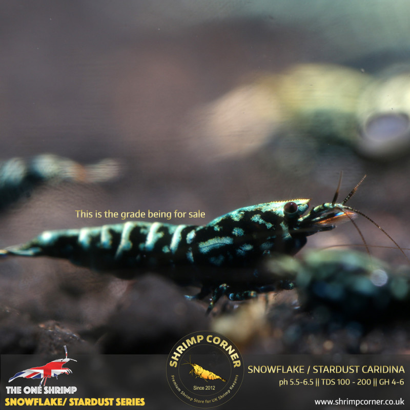 Black Snowflake & Stardust Shrimp with Metallic Blue and Green colours.