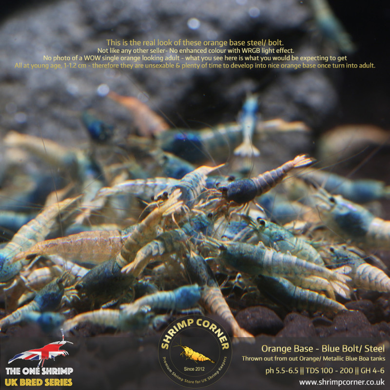 Orange Base Blue Bolt & Steel Shrimp @ Shrimp Corner UK
