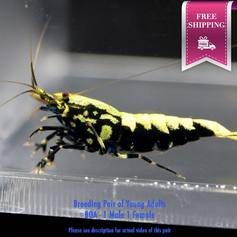 Metallic Boa - Breeding Pair P01