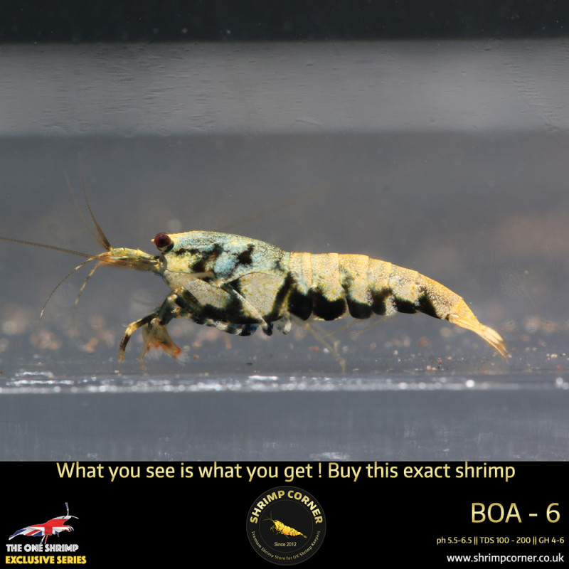 Shrimp Corner UK - The UK's Biggest Online Shrimp Hobby Store