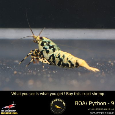 Shrimp Corner UK - The UK's Biggest Online Shrimp Hobby Store