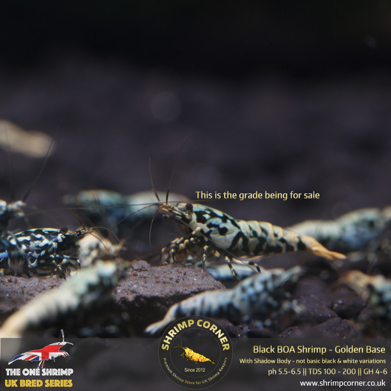 BOA Shrimp - Golden Base with Metallic