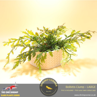 Rare Aquatic Plants & Moss Pads - UK's best selections