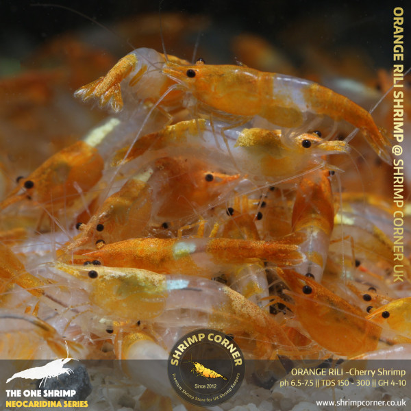 Group of 10 x Orange Rili Shrimp - HIGH GRADE
