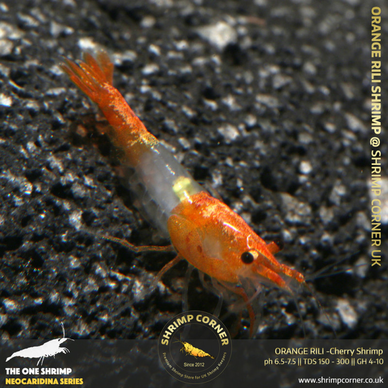 Group of 10 x Orange Rili Shrimp - HIGH GRADE