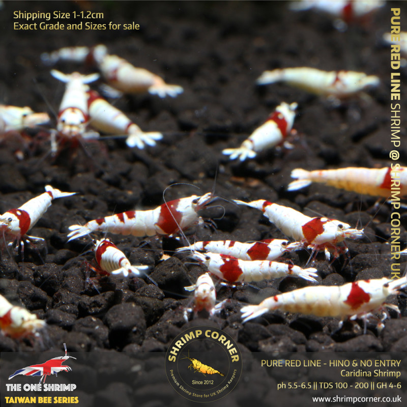 Group of 10 +1 x PURE RED LINE Shrimp - Hinomaru & No Entry Pattern
