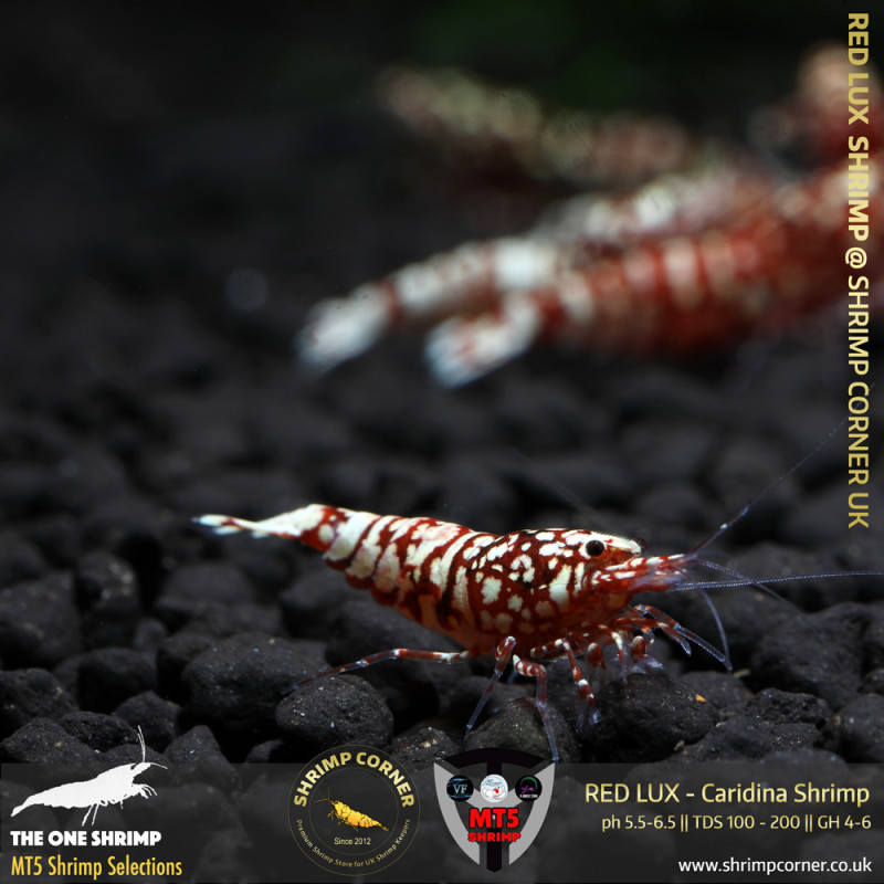 RED MARBLE Shrimp | From Multi Awards Winning MT5 Shrimp