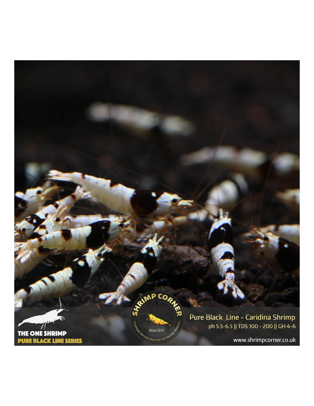 Amano Shrimp (Medium size) @ Shrimp Corner