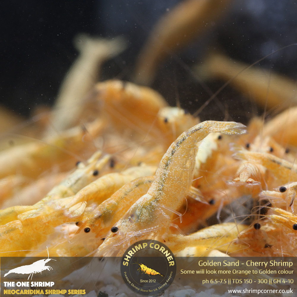Golden Sand Cherry Shrimp