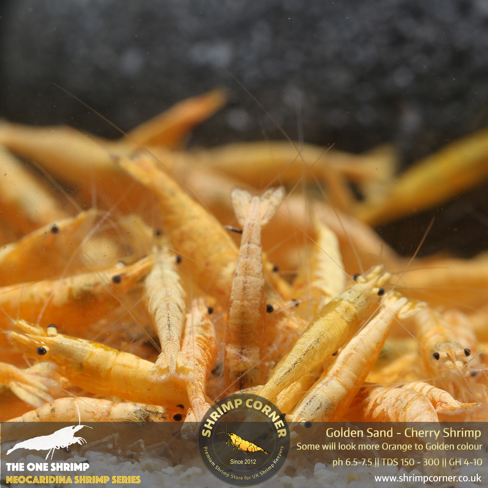 Golden Sand Cherry Shrimp