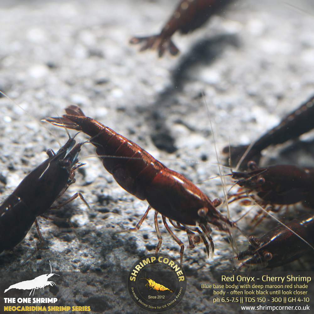 Red Onyx Shrimp