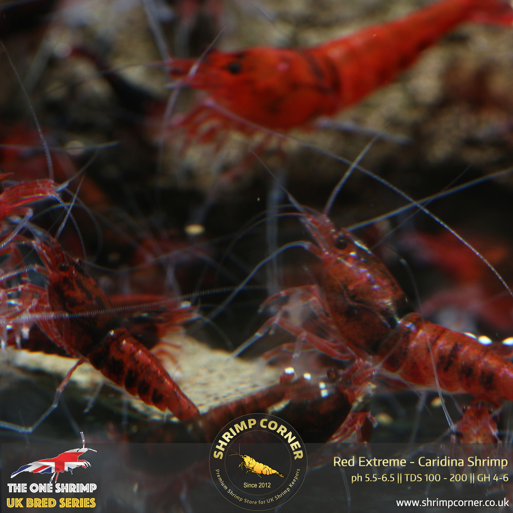 Red Extreme - Full Red Taiwan Bee Shrimp