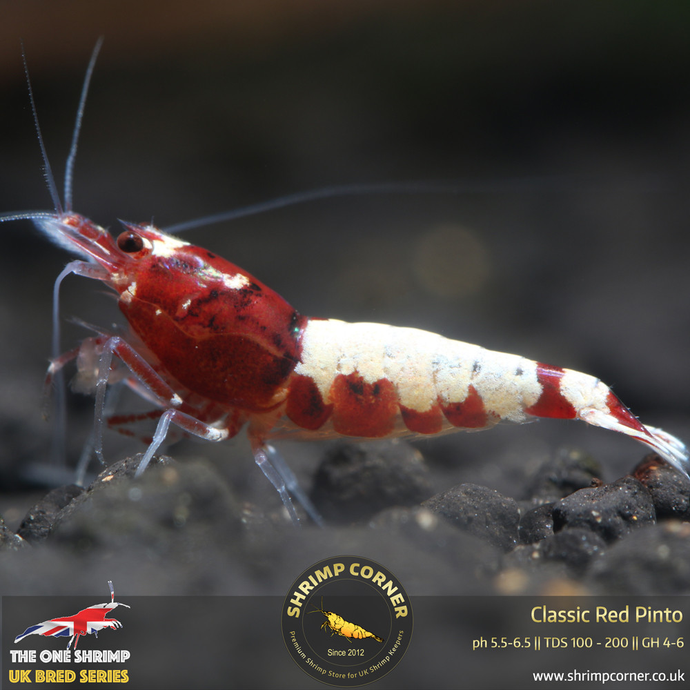 Classic Red Pinto Shrimp