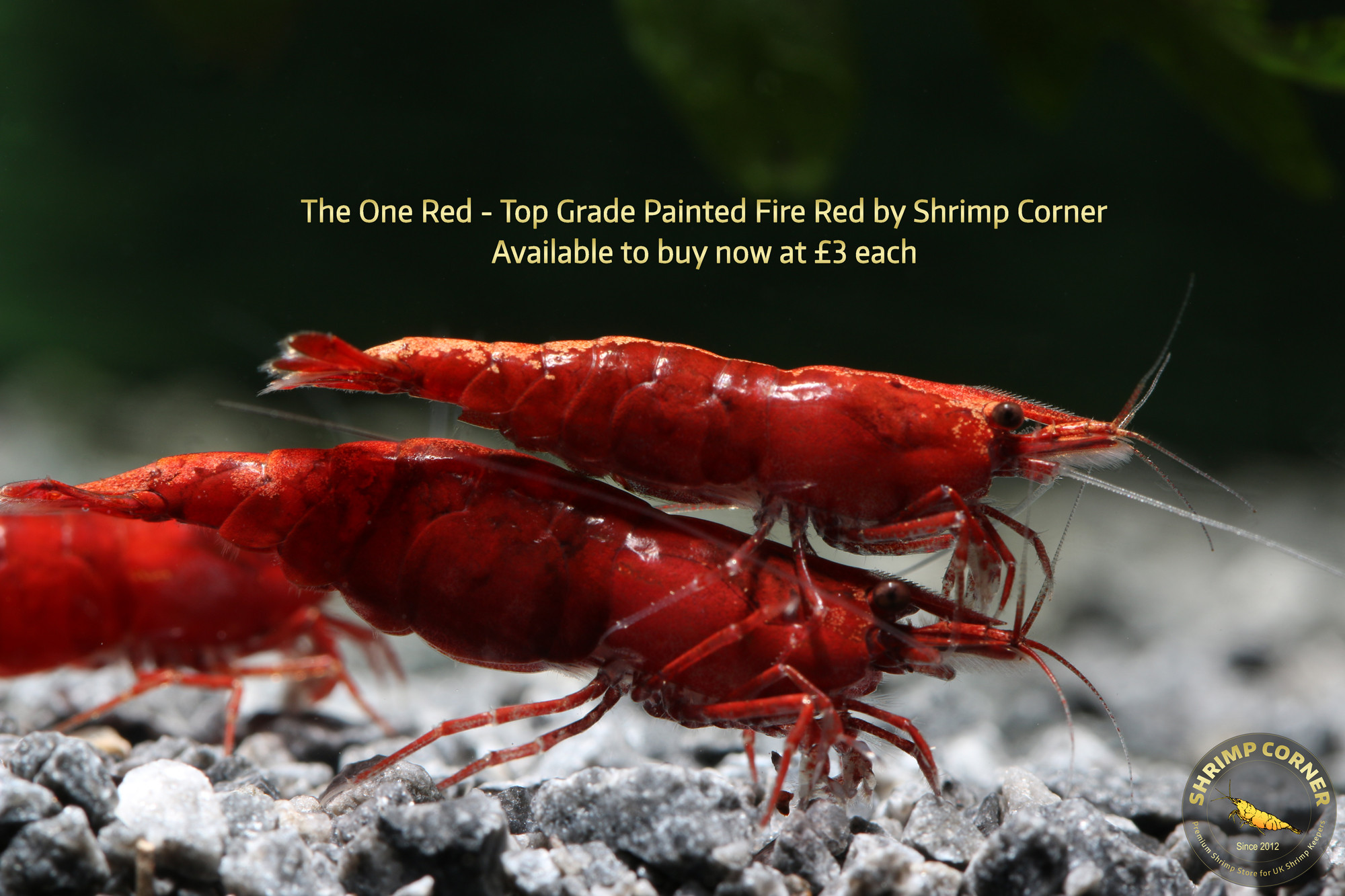 The One Red Shrimp - UK's Best Fire Red Shrimp