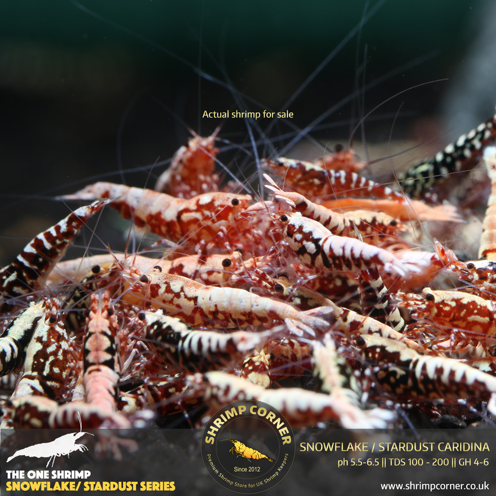 Red Snowflake & Stardust Shrimp - High Grade @ Shrimp Corner