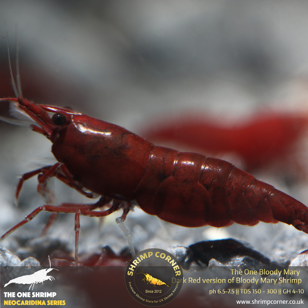 Group of 10 x The One Bloody Mary Shrimp - UK's Best Selection