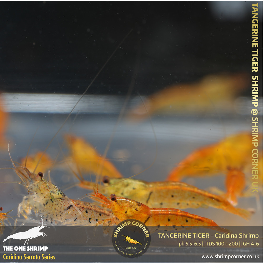 TANGERINE TIGER | Caridina Serrata Shrimp @ Shrimp Corner