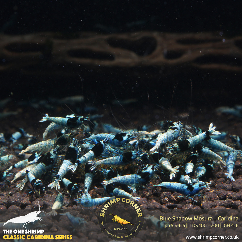 Group of 10 x Blue Shadow Mosura | Taiwan Bee Shrimp